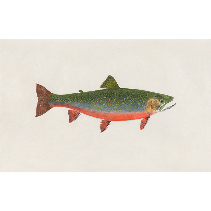 Brook Trout No. 2 - 26.5in x 17.5in – Nate Garrett - Gyotaku Artist